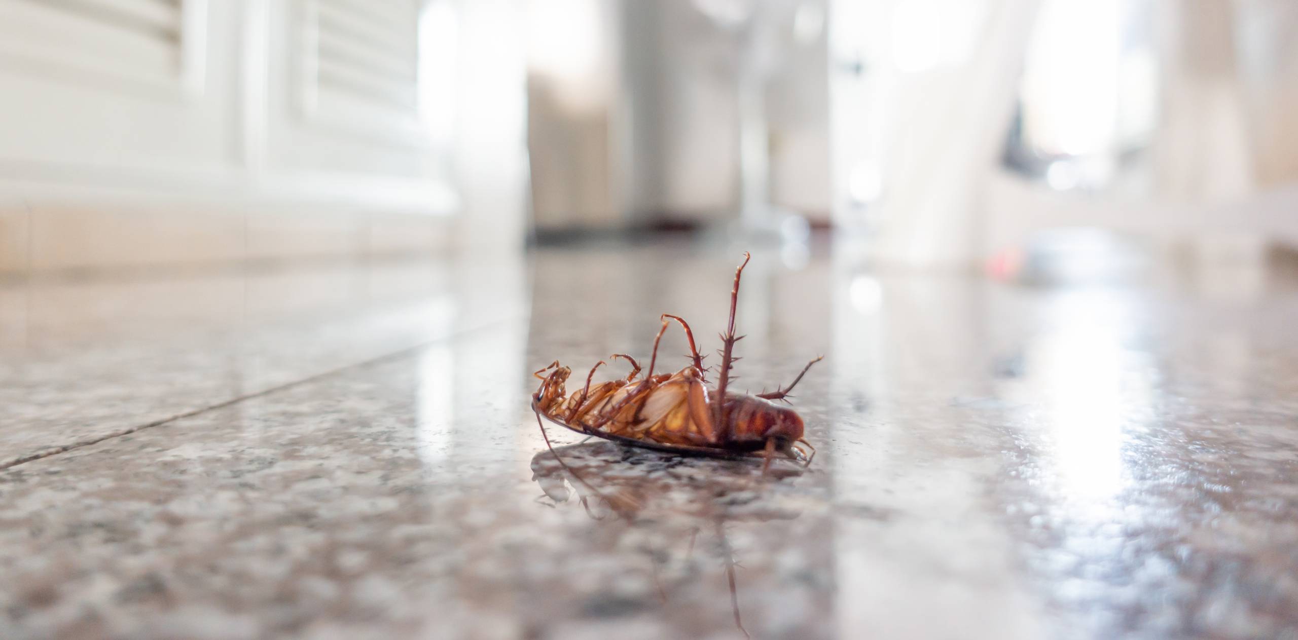 Reliable Pest Control - Sunshine Coast - EXTERMAPEST